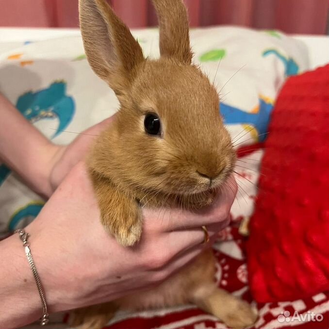 Декоративные кролики в добрые руки