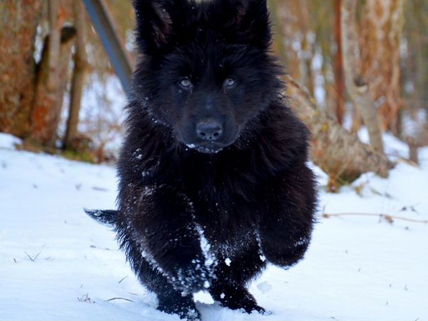 Чистокровные служебные черные овчарки -умные щенки