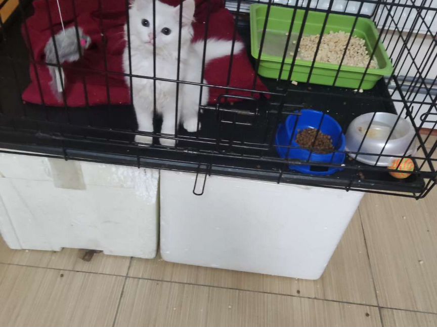 Котенок Белочка