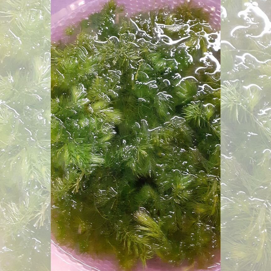 Аквариумные растения