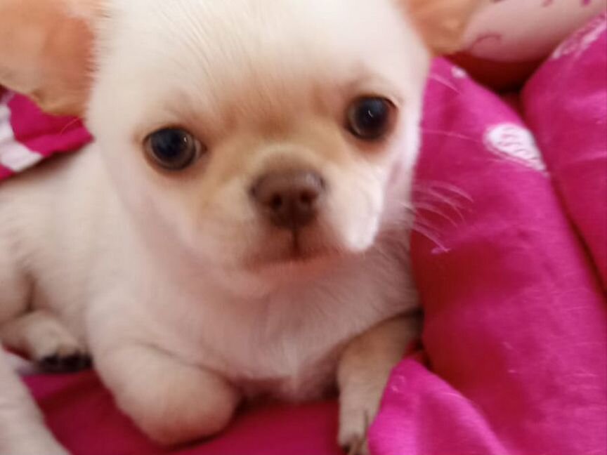 Малыш Чихуахуа