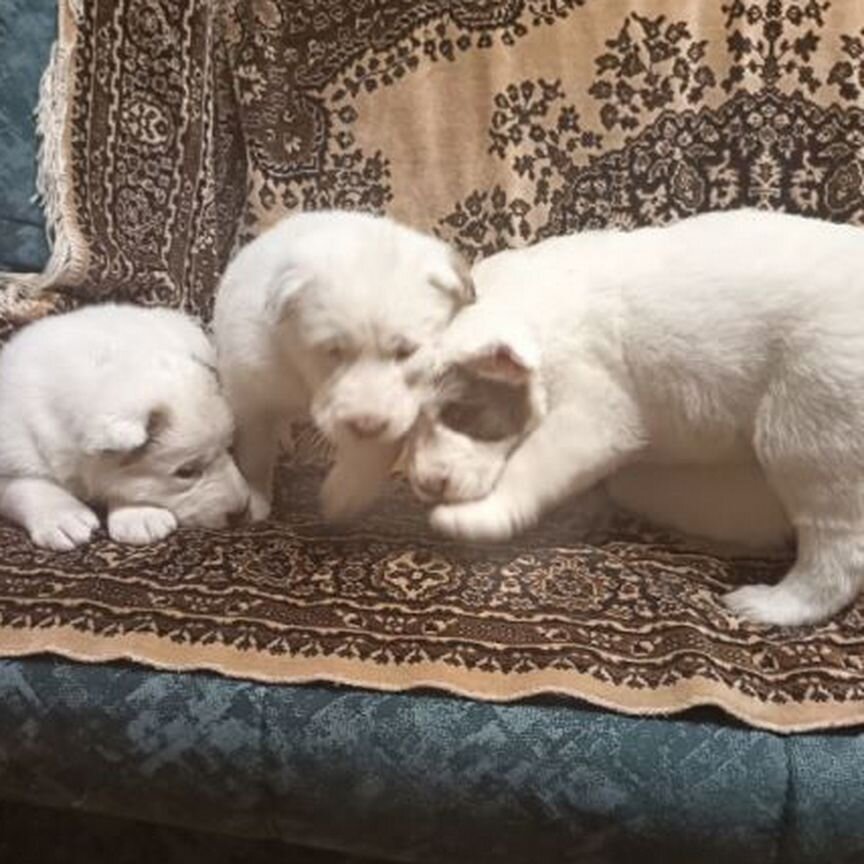 Щенки алабая