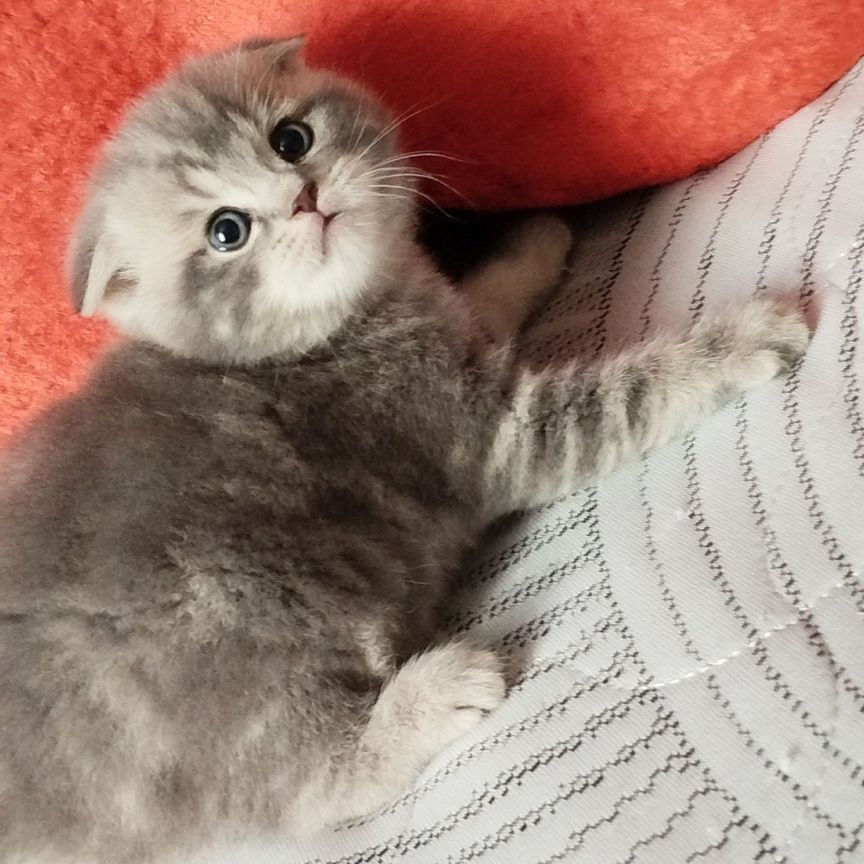 Шотландская