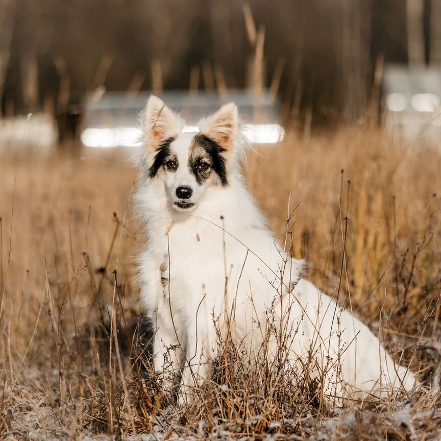 Собака в добрые руки