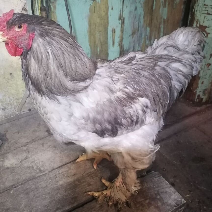 Петух Брама лаванда