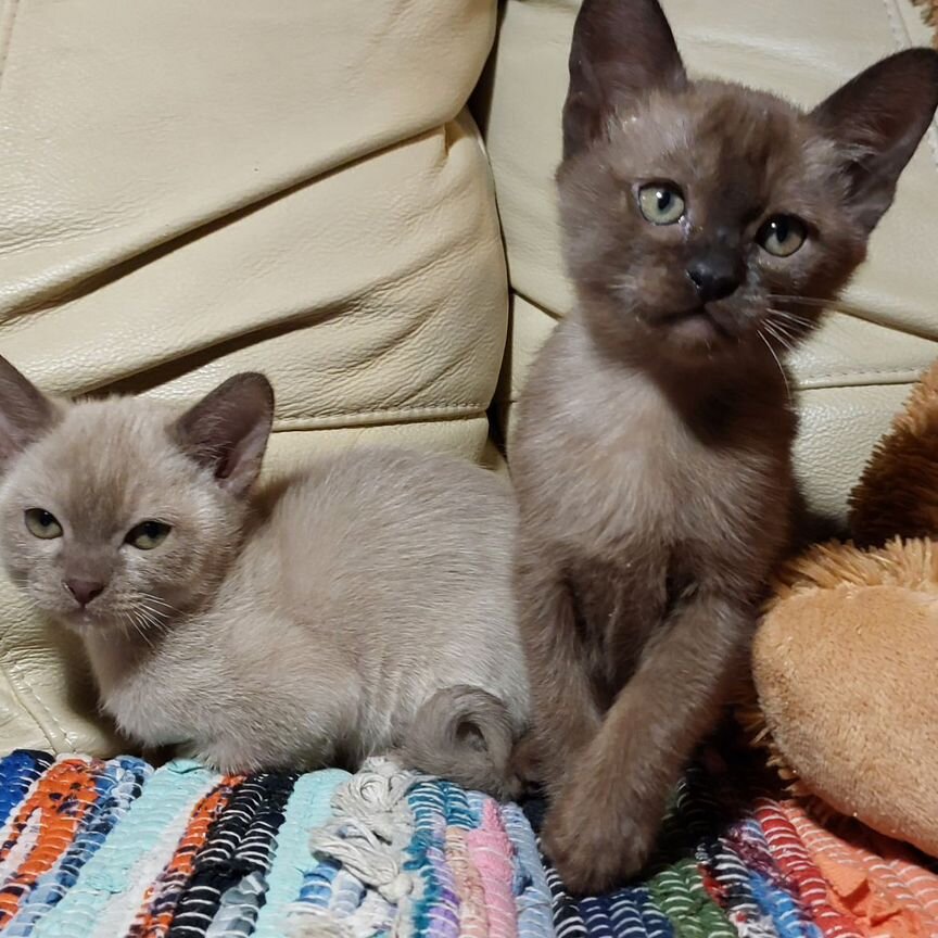 Бурманские котята