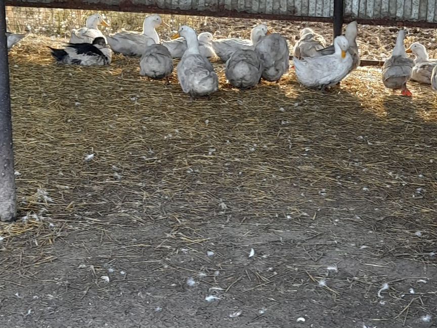 Утки муларды