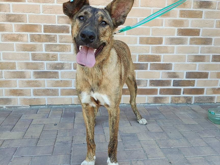 Собака друг и компаньон