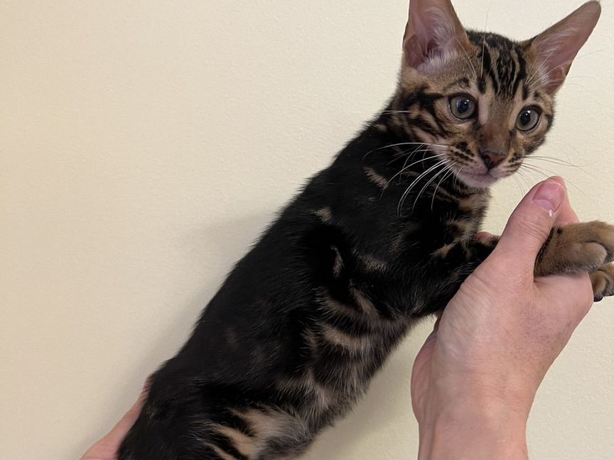 Мраморные котята бенгала