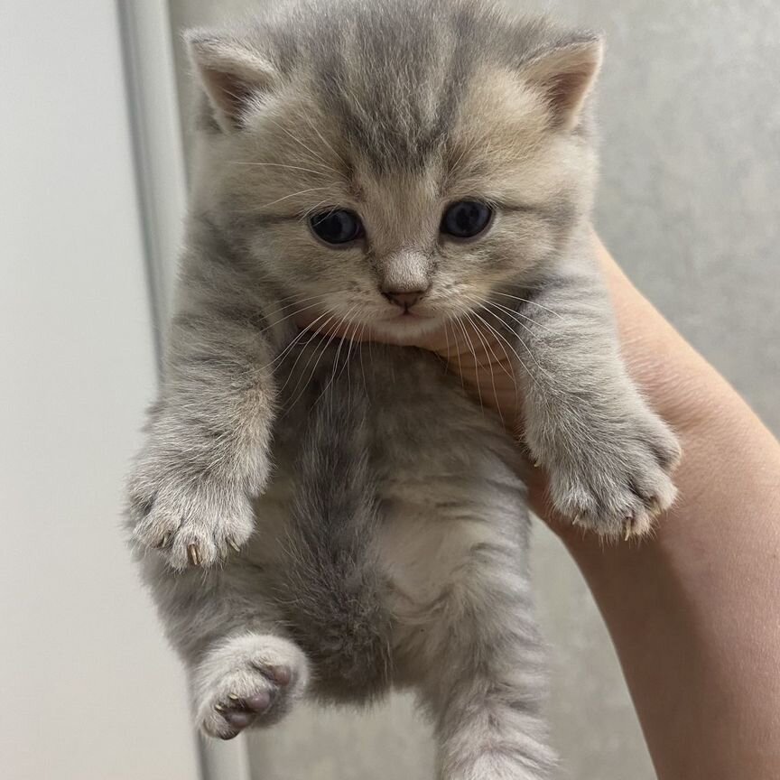 Шотландский вислоухий короткошёрстный котёнок