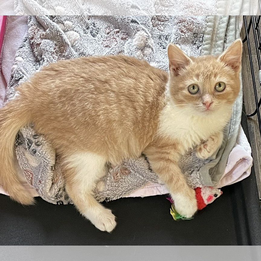 Нежно рыжий котёнок в добрые руки