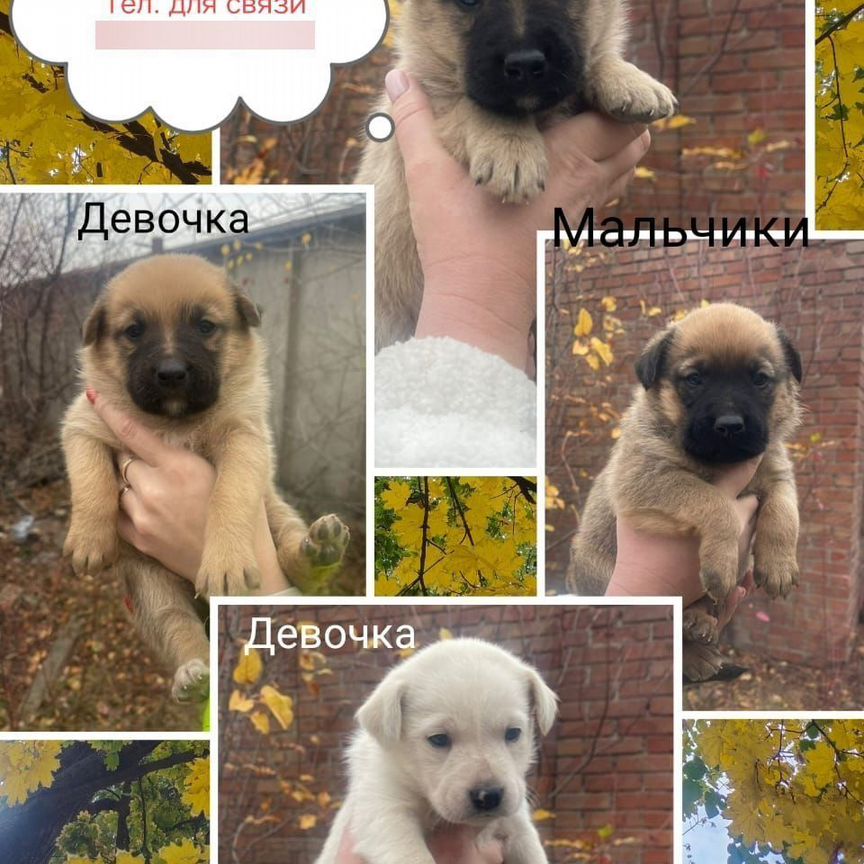 Щенки в добрые руки