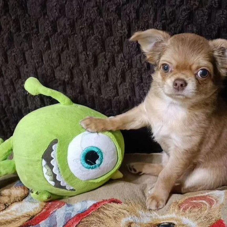 Малышка Чихуахуа