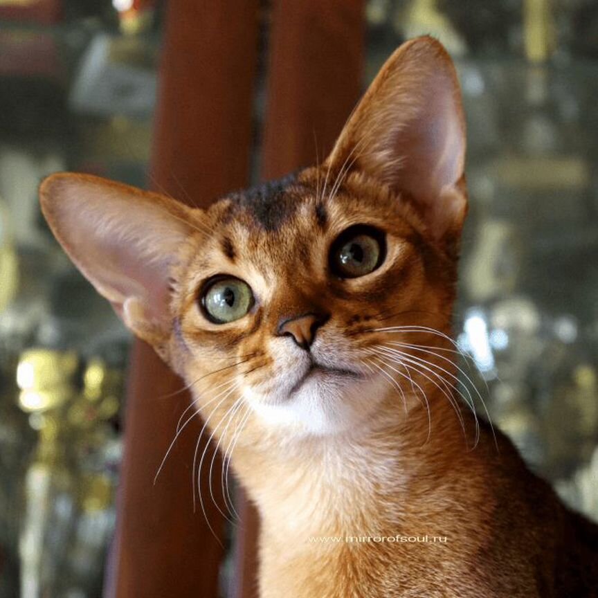 Кошка абиссинская   приданное все что нужно