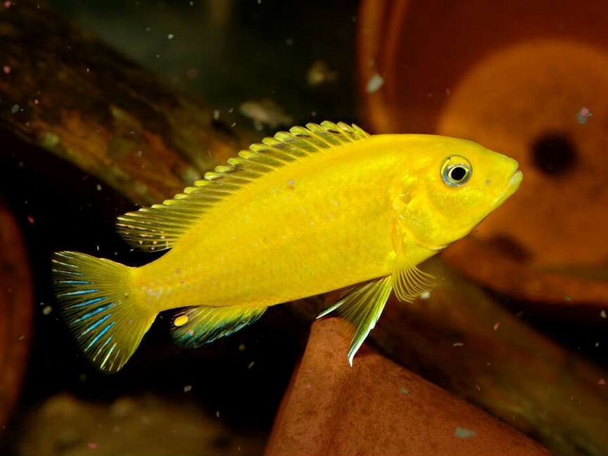 Лабидохромис еллоу