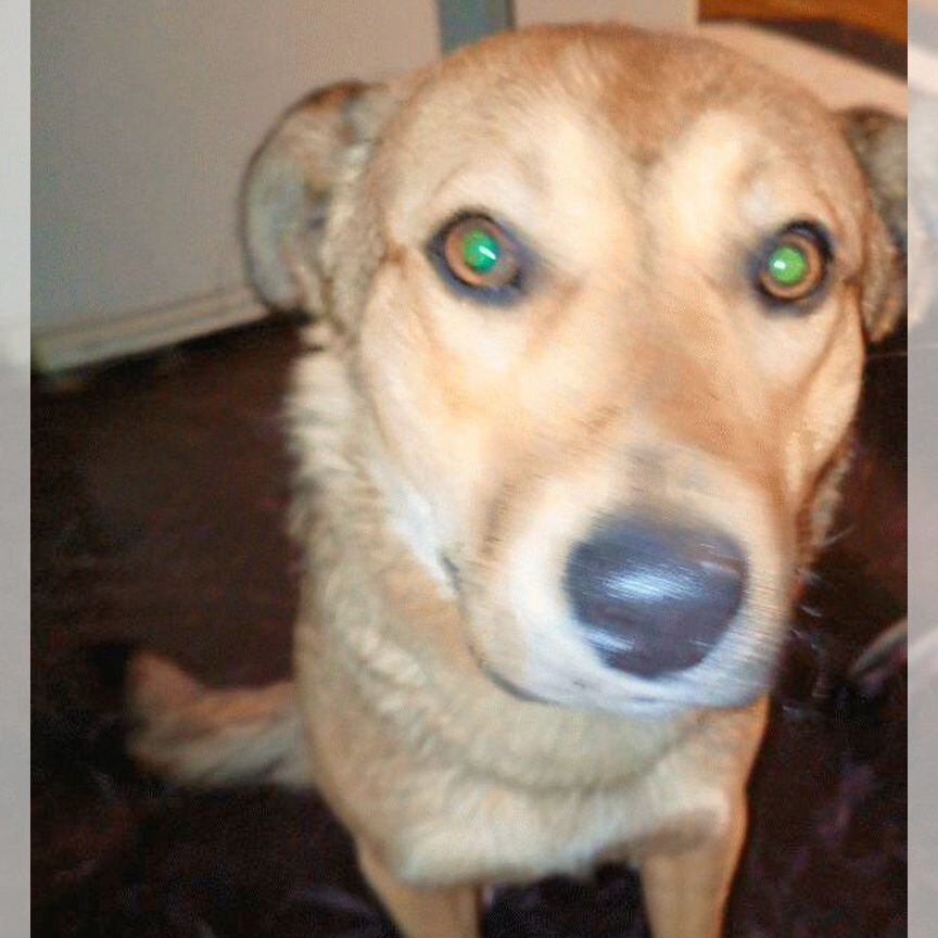 Собака в добрые руки отдам бесплатно