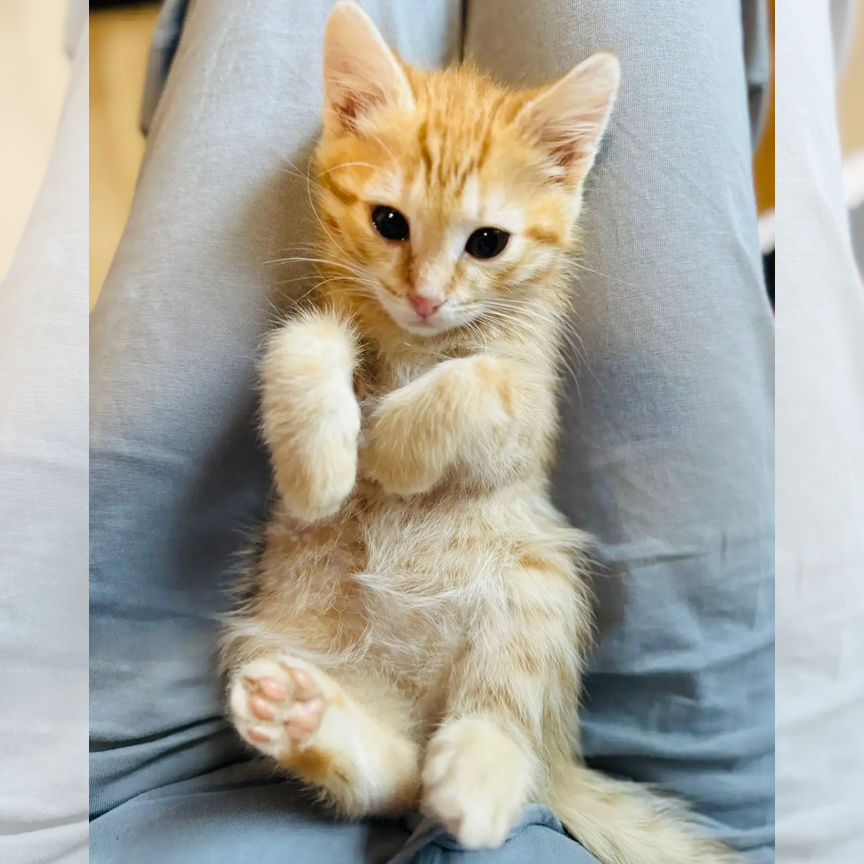 Котёнок в добрые руки