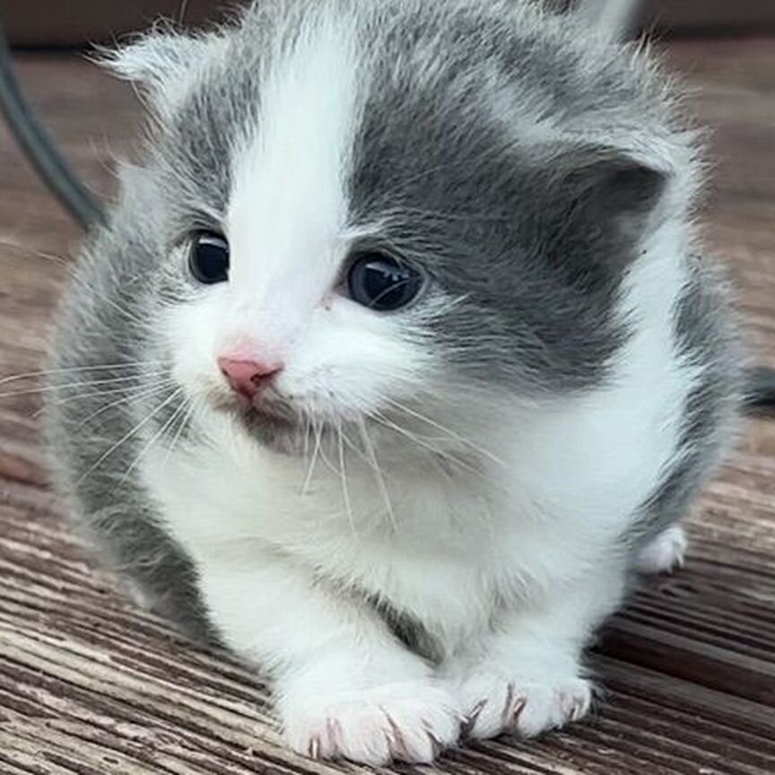 Котята