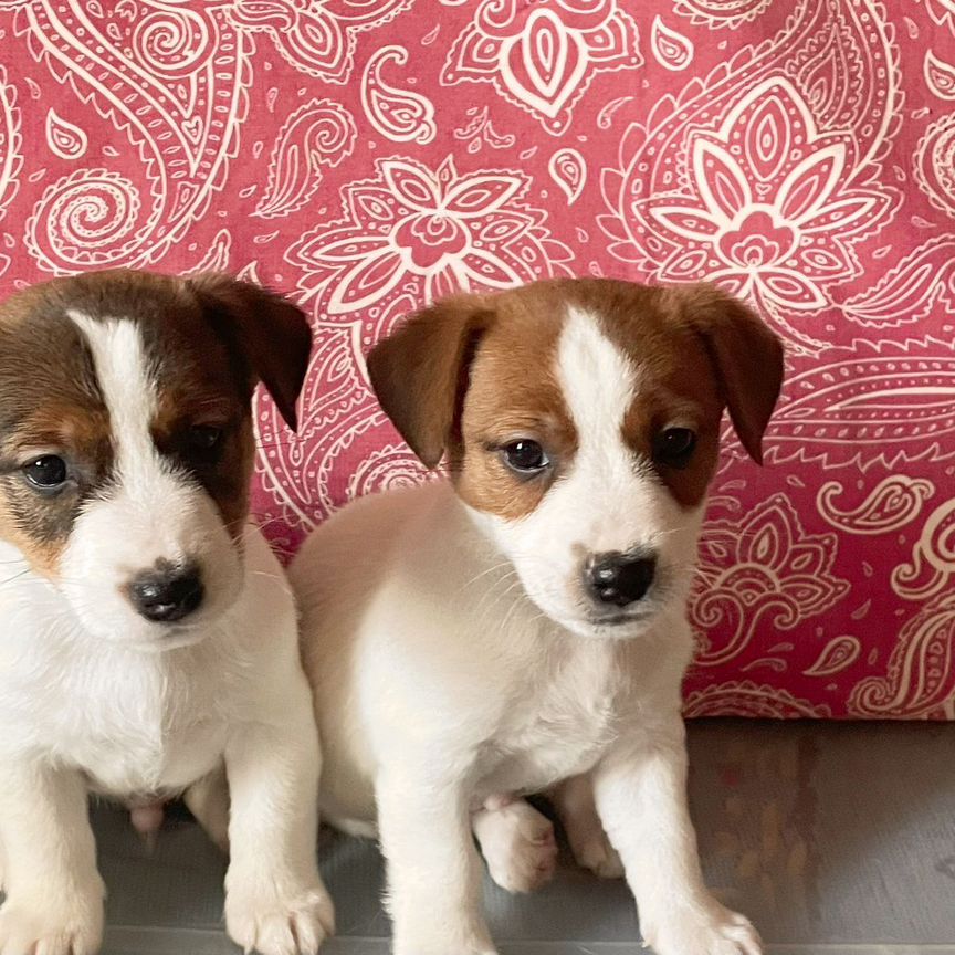 Щенки джек рассел терьер