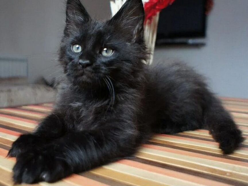 Отдам Мейн-куна