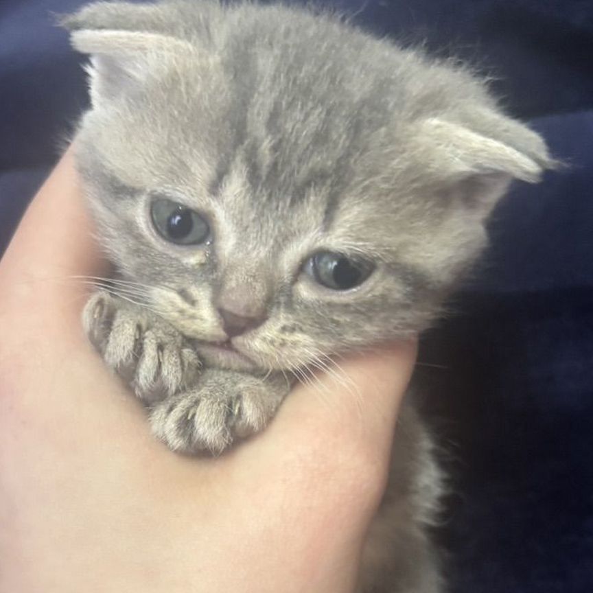 Шотландский вислоухий короткошёрстный котёнок