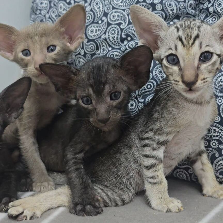 Ориентальные котята