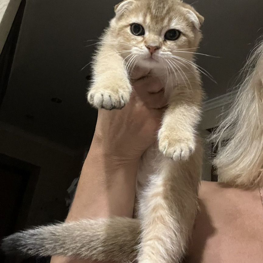 Котята золотая шиншилла