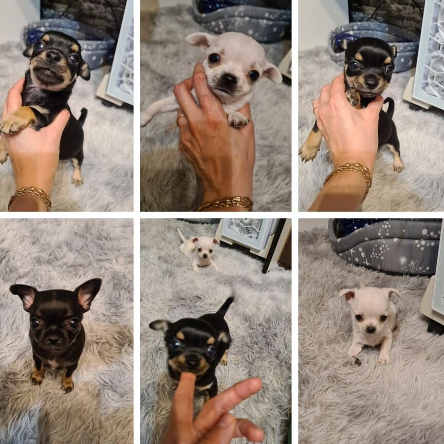 Чихуахуа, щенок