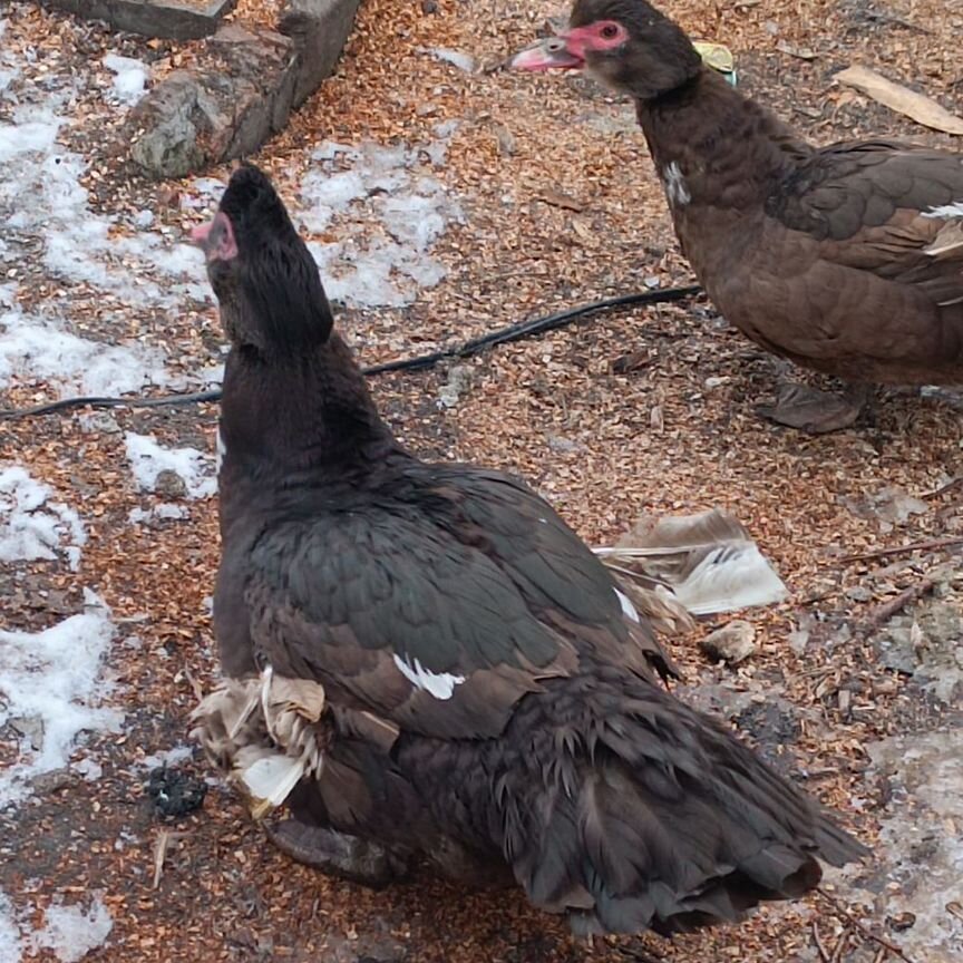 Утки шипуны