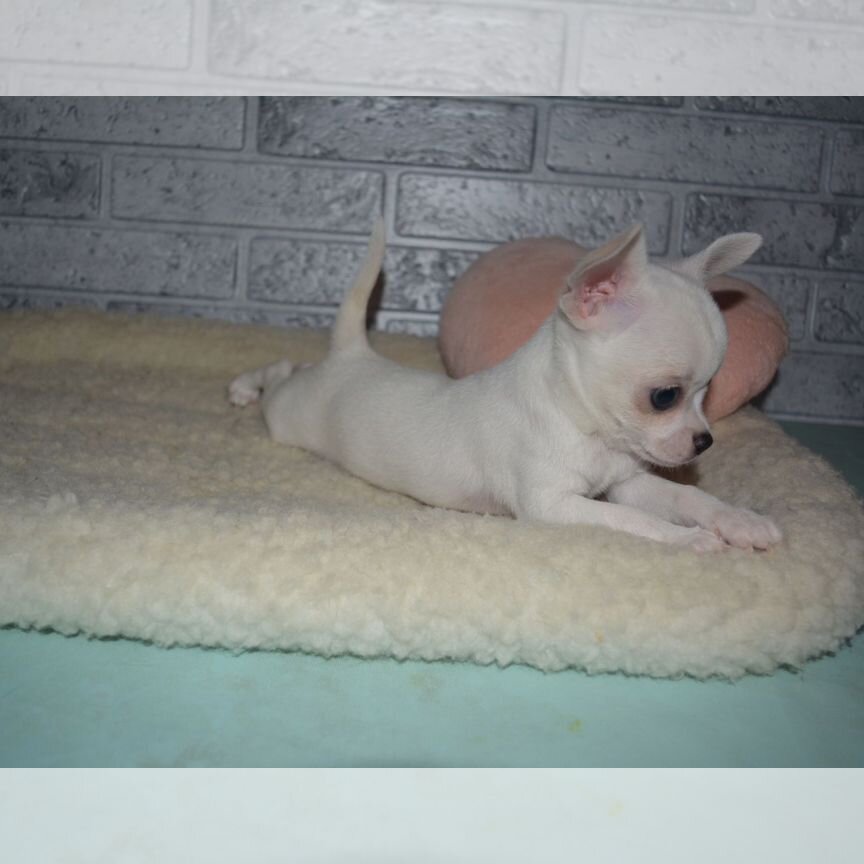 Мини белоснежный чихуахуа