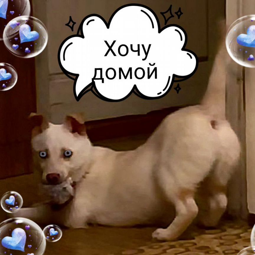 Щенок коротколапик мальчик в добрые руки