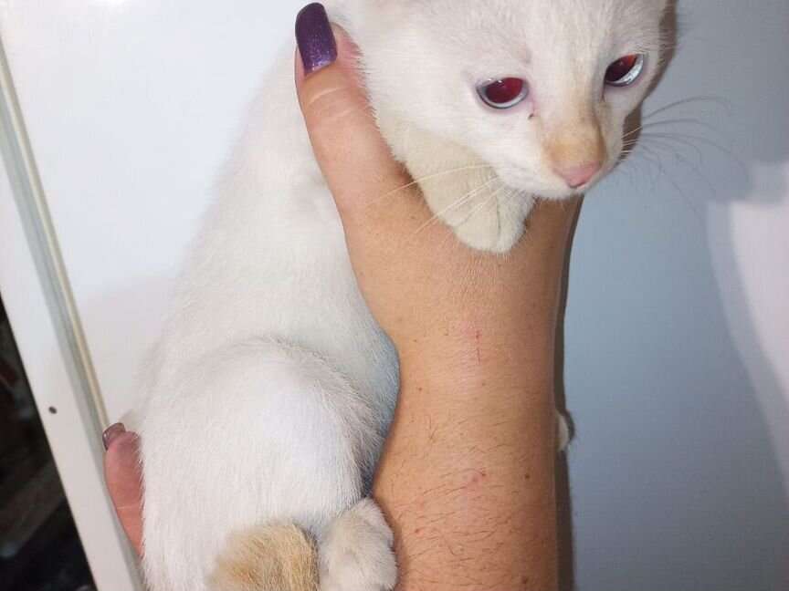 Меконгский бобтейл