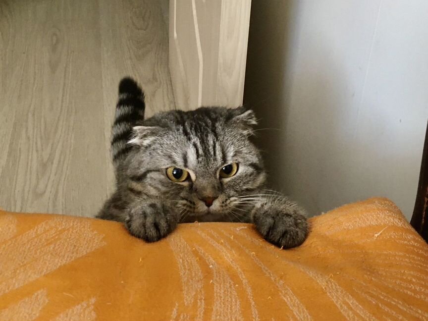 Отдам кошку в добрые руки Омск