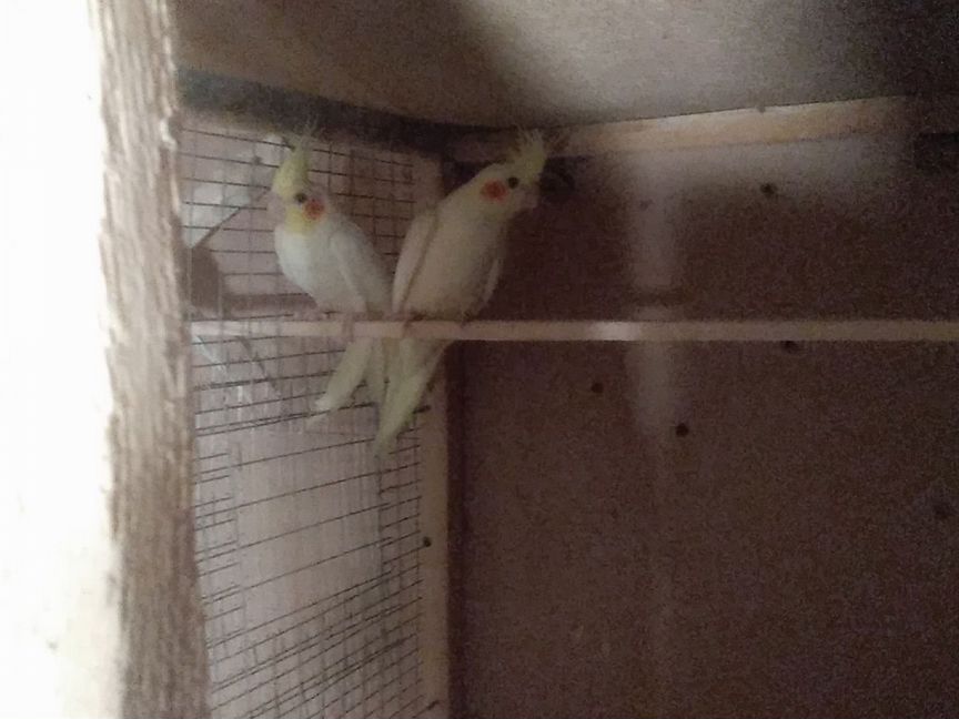 Попугаи карелы