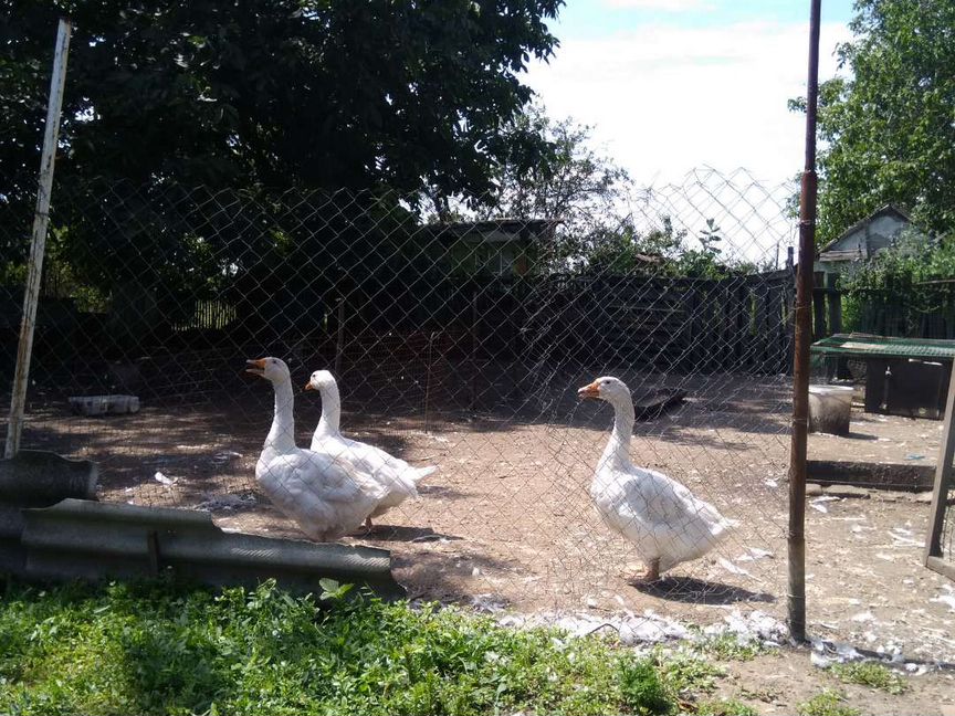 Гусь порода мамут