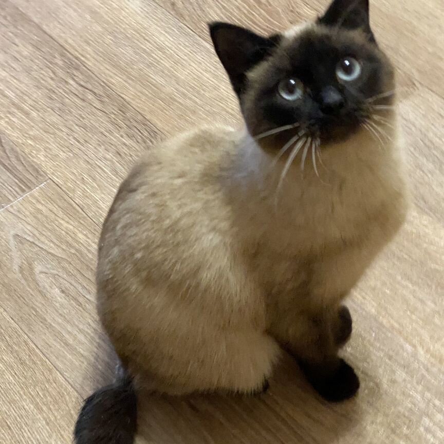 Кошечка в добрые руки