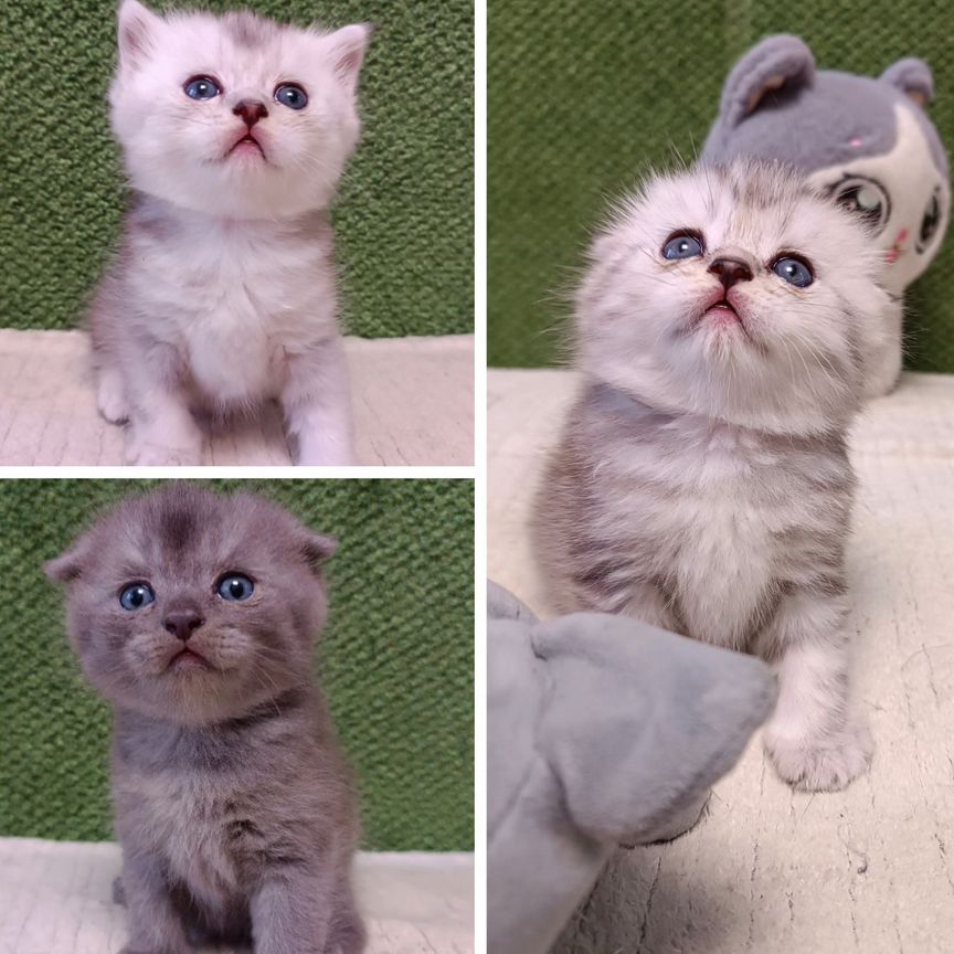 Шотландский вислоухий короткошёрстный котёнок