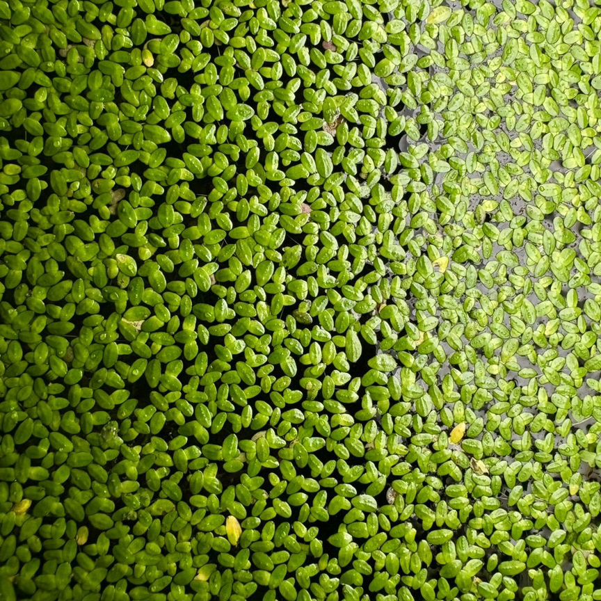 Аквариумная ряска