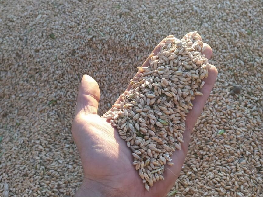 Комбикорм драблеека