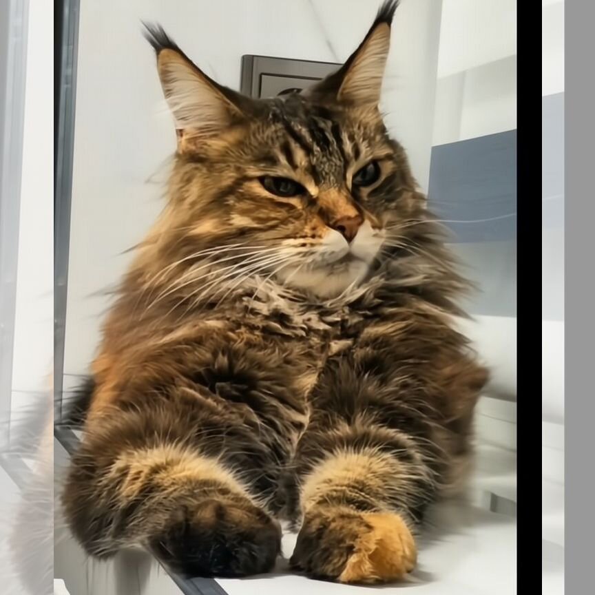 Мейн-кун, взрослая кошка