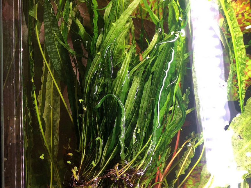 Отдам даром аквариумные растения