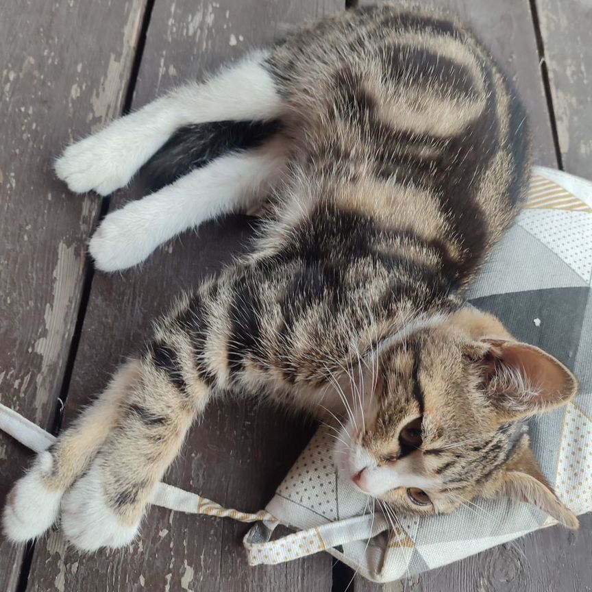 Котенок девочка красивый окрас