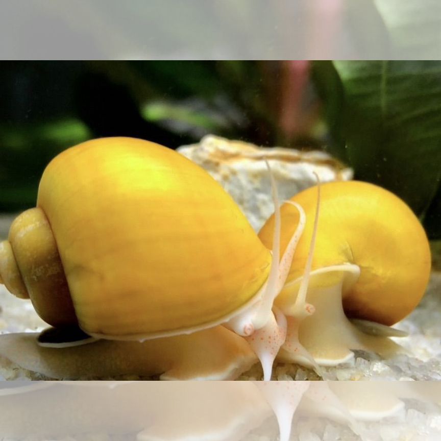 Улитка ампулярия