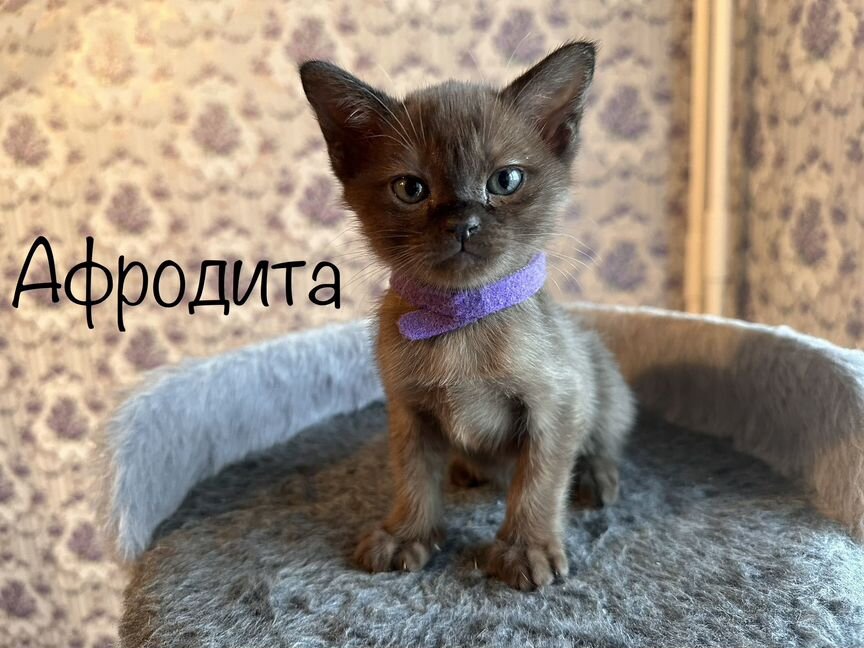 Котята Европейской бурмы