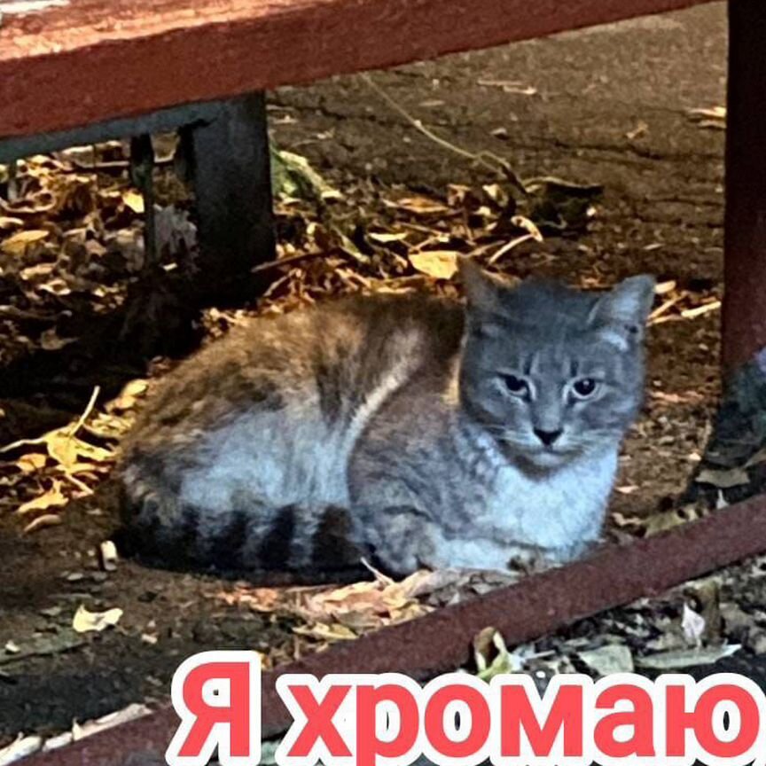 Кошки в добрые руки