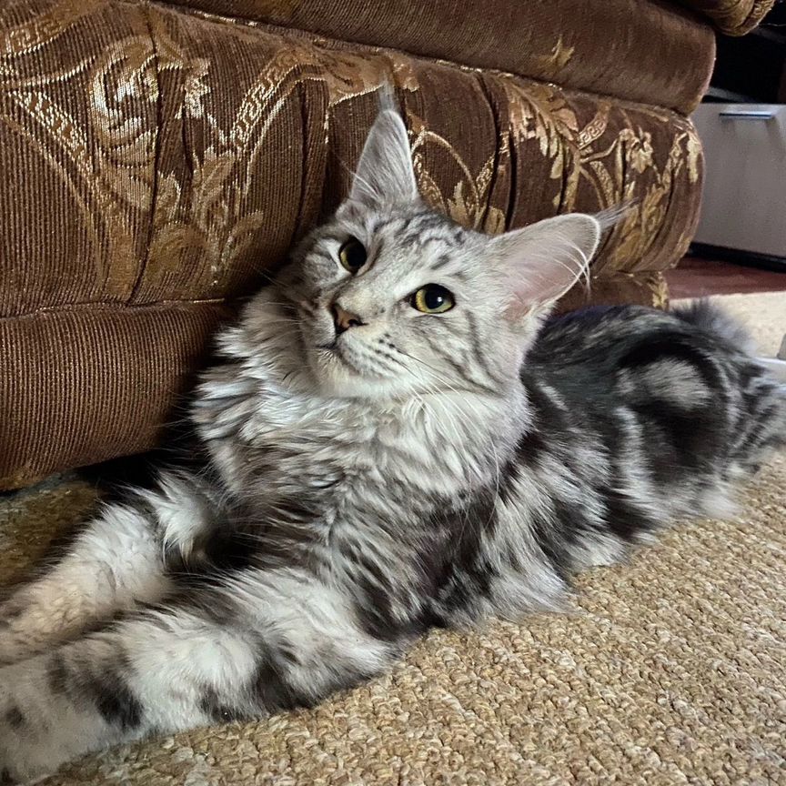 Мейн-кун продам