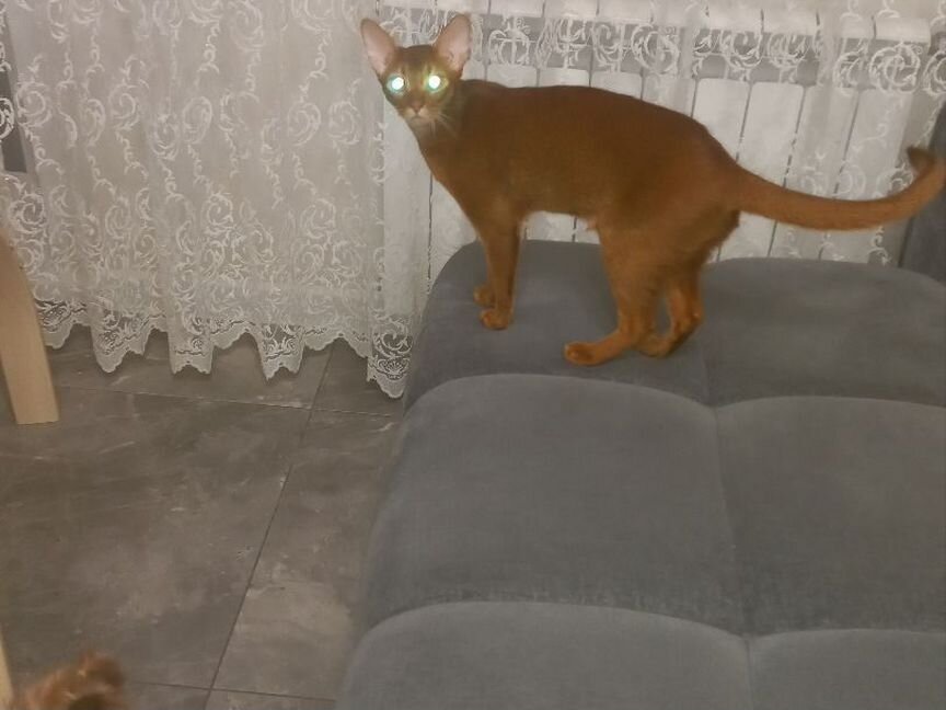 Абисинский кот