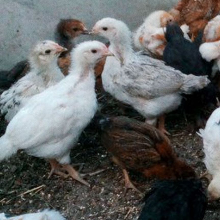 Продам цыплят