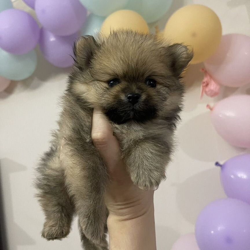 Померанский шпиц мини