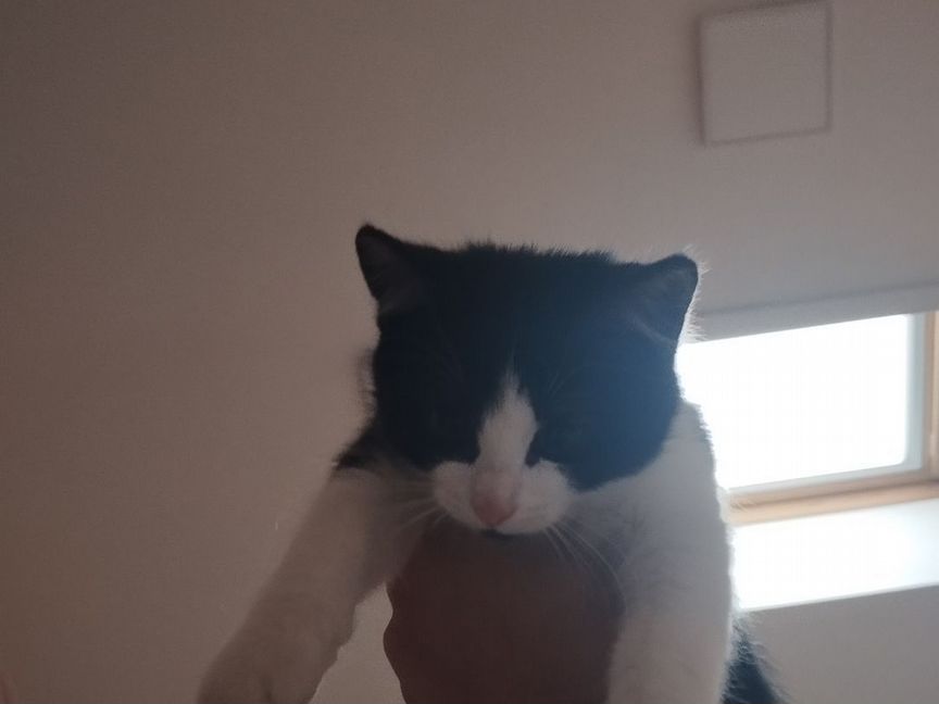 Котята в добрые руки бесплатно